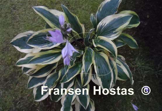 Hosta Bobcat - Fransen Hostas